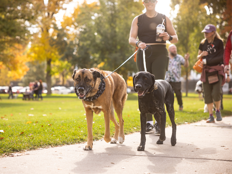 Favorite moments from Best Friends’ Strut Your Mutt event | KSL ...
