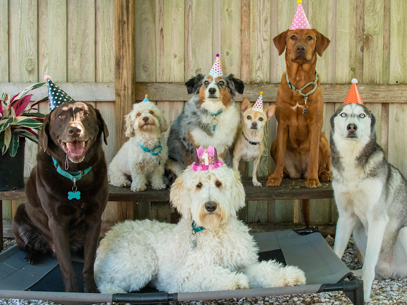 Who’s the top dog? A comprehensive guide to choosing dog breeds | KSL ...